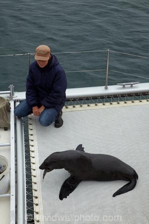 Cape Fur Seal (Arctocephalus pusillus) on Mola Mola tour boat, Walvis ...