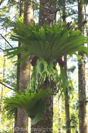 Staghorn Fern (Platycerium superbum), epiphyte on rainforest tree ...