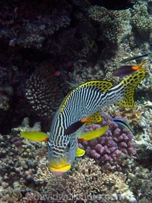 Diagonal_Banded Sweetlips ( Plectorhinchus lineatus ), Agincourt Reef ...