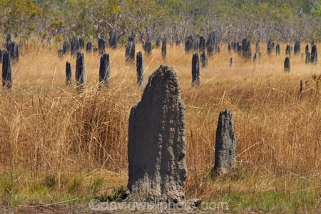 Ant Hills In Australia