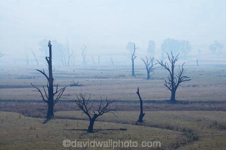 Smoke From Bushfires And Dead Trees On The Dry Lake Bed Of Lake Hume ...