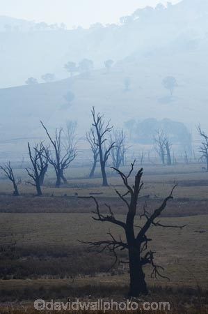 Smoke From Bushfires And Dead Trees On The Dry Lake Bed Of Lake Hume ...