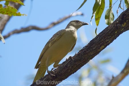 Great Bowerbird ( Chlamydera nuchalis ), Katherine Gorge, Nitmiluk ...