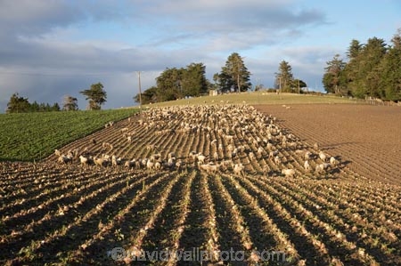 Sheep and Swede Paddock, Waiwera South, South Otago, South Island, New ...