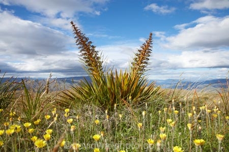 Speargrass or Golden Spaniard Flower (Aciphylla aurea), Carrick Range ...