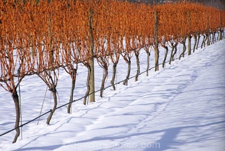 Grape Vines in Winter Snow, Springvale Vineyard, Central Otago