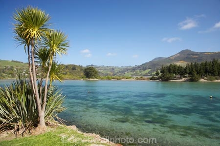 Cabbage Tree and Purakanui Inlet, near Dunedin, Otago, South Island ...