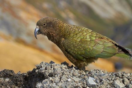 Kea (New Zealand alpine parrot _ Nestor notabilis ), Mount Hutt ...