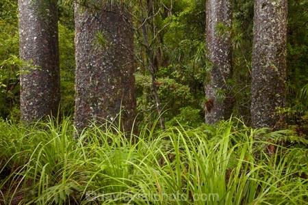 Kauri trees, Manginangina Kauri Walk, Puketi Forest, near Kerikeri ...
