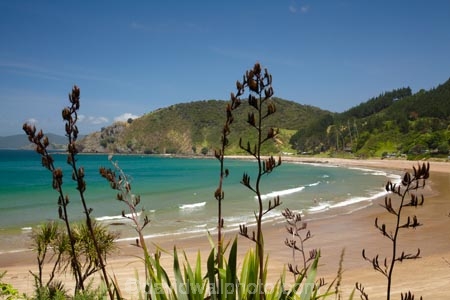 Flax seed heads and Long Beach, Oneroa Bay, Russell, Bay of Islands ...