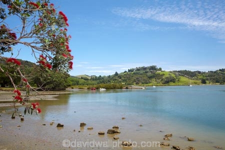 Pohutukawa Tree and Puhoi River, Wenderholm Regional Park, Auckland ...