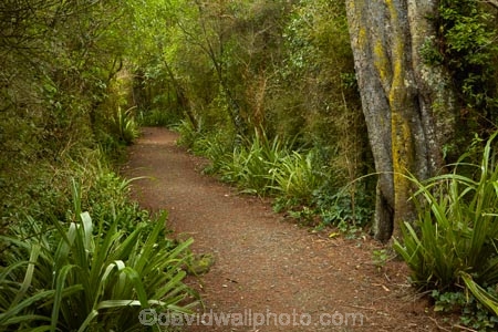 Walking track through remnant forest in Thompsons Bush, Invercargill ...