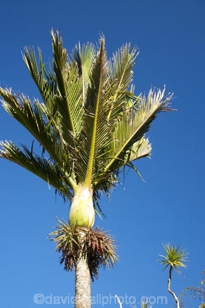 Nikau Palm ( Rhopalostylis sapida ), Punakaiki, West Coast, South ...