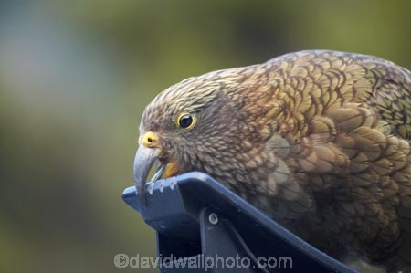 Kea, New Zealand Alpine Parrot (Nestor notabilis), Franz Josef Glacier ...