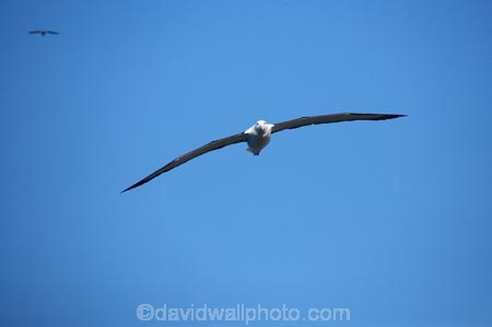 Royal Albatross, Taiaroa Head, Otago Peninsula, Dunedin, South Island ...