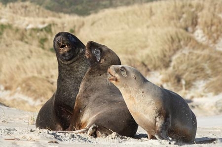 New Zealand Sea Lion Bull, Cow, and Juvenile (Phocarctos hookeri ...