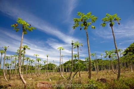 Pawpaw (papaya) plantation, Lower Sigatoka Valley, Sigatoka, Coral ...