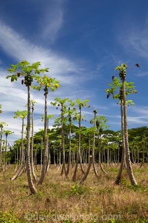 Pawpaw (papaya) plantation, Lower Sigatoka Valley, Sigatoka, Coral ...