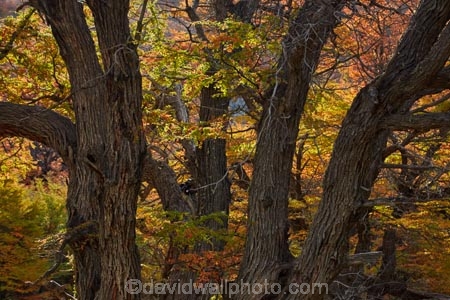 Lenga trees in autumn, near El Chalten, Parque Nacional Los Glaciares ...