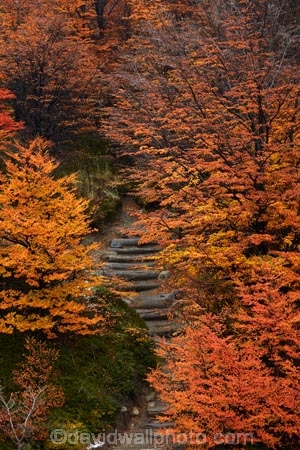 Lenga forest on track to Laguna de los Tres, Parque Nacional Los ...