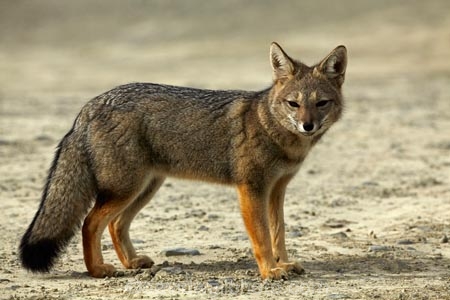 South American gray fox (Lycalopex griseus), Patagonia, Argentina ...