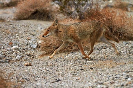 Coyote (Canis latrans), camouflaged against dry bush, Badwater Basin ...